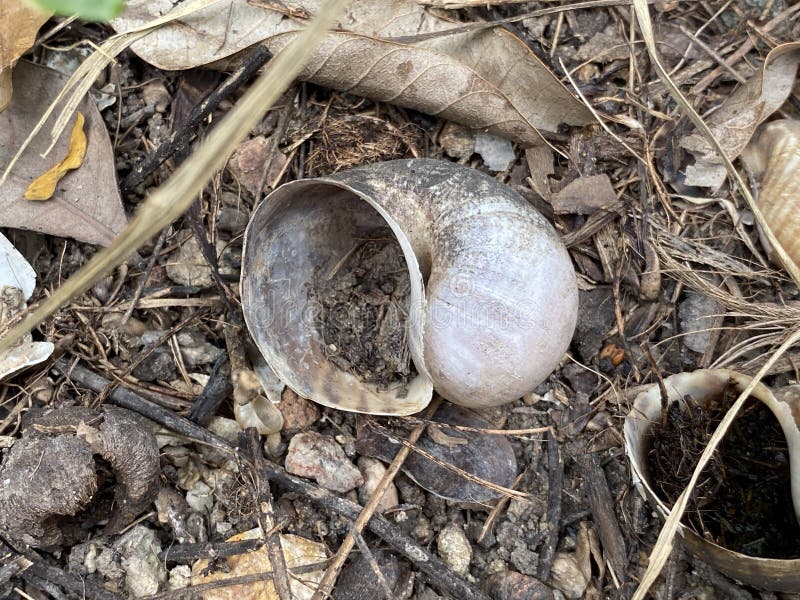 Dry shell on the ground stock photo. Image of animal - 263988660