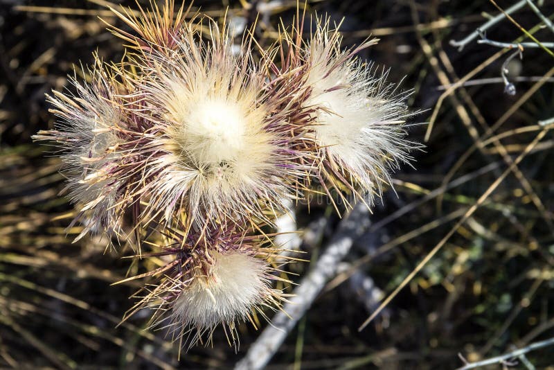 Close Up Dry Silybum Marianum Stock Image - Image of purple, leaf: 77931939