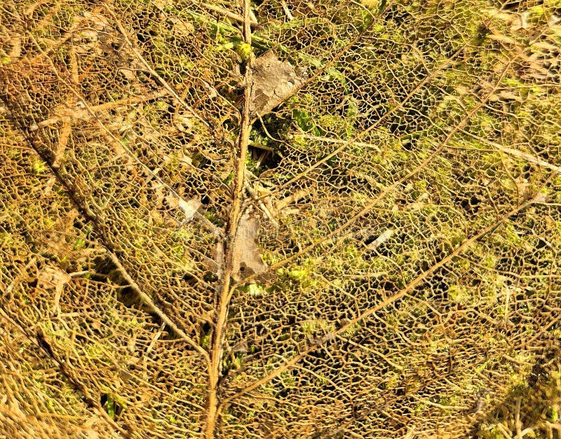 Close-up of a Dry Skeleton Leaf with Detailed Vein Texture on a Natural ...