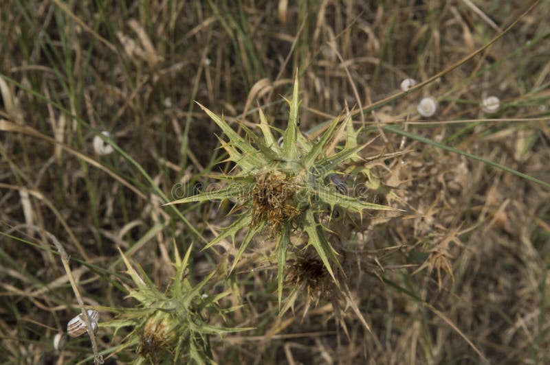 Close-up: Dry Spiny Plumeless Thistle Flower Stock Image - Image of ...
