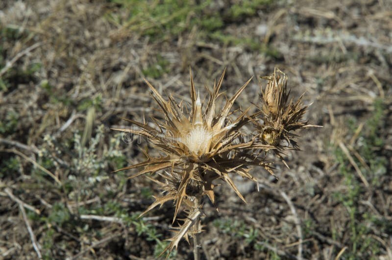 Close-up: Dry Spiny Plumeless Thistle Flower Stock Photo - Image of ...