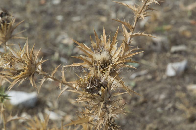 Close-up: Dry Spiny Plumeless Thistle Flower Stock Image - Image of ...