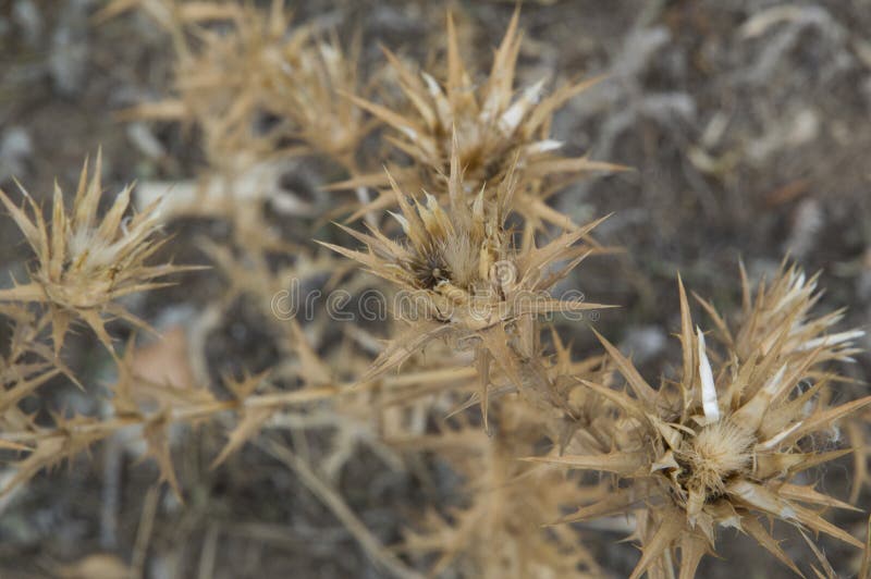Close-up: Dry Spiny Plumeless Thistle Flower Stock Photo - Image of ...