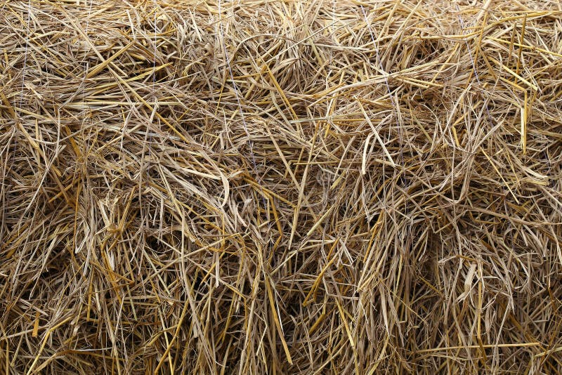 Close up dry straw stock photo. Image of field, wheat - 49358842