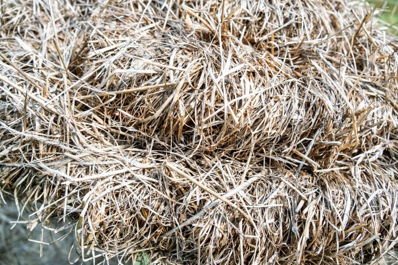 Close-Up of Dry Straw Haystack Texture for Background and Farming ...