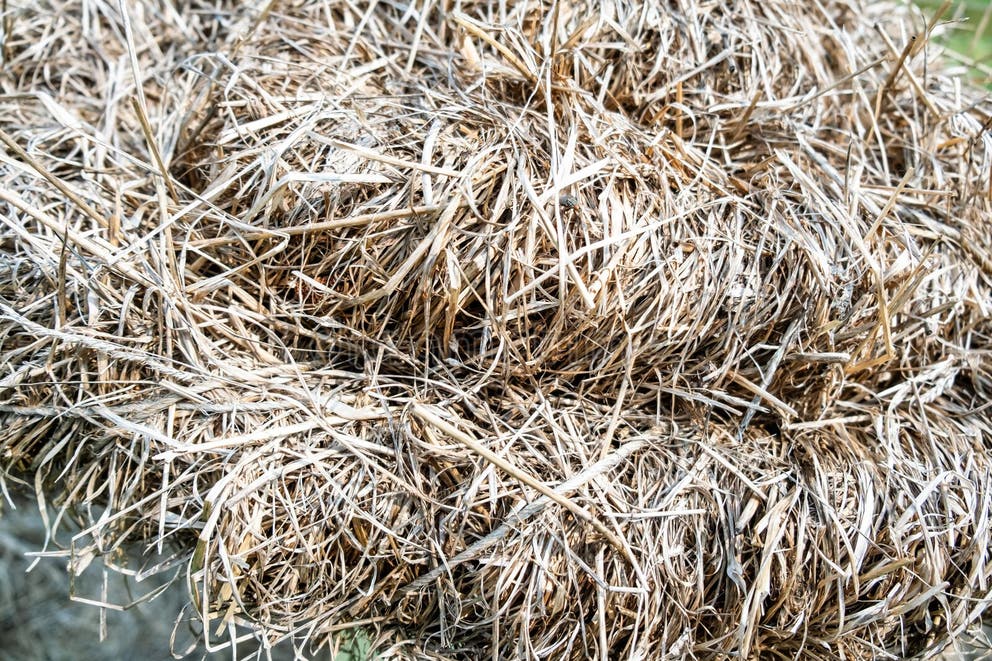 Close-Up of Dry Straw Haystack Texture for Background and Farming ...