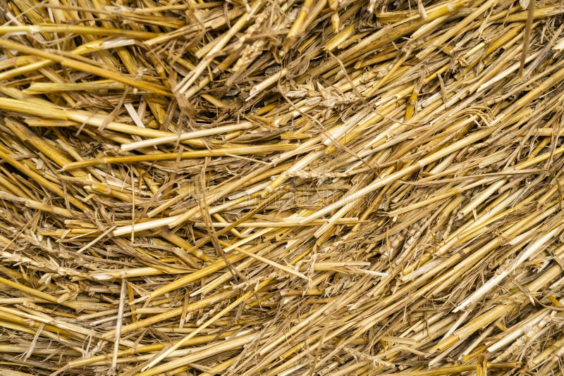 Close-up of Dry Straw - Texture Stock Image - Image of graphic, texture ...