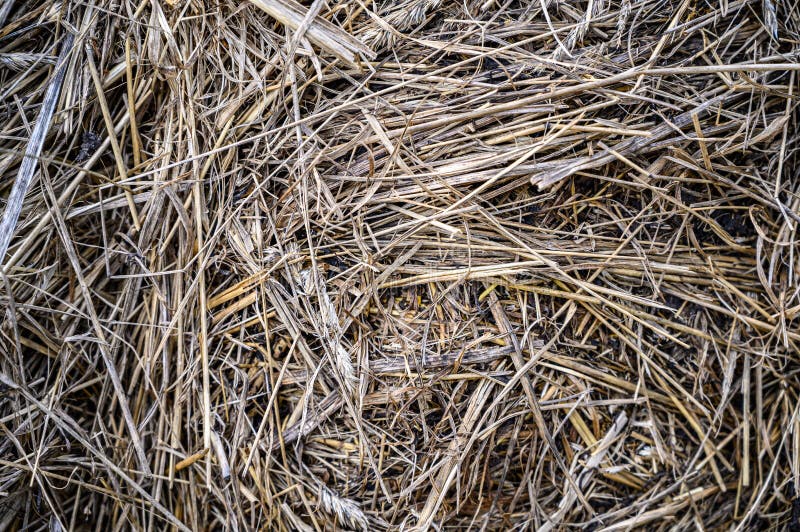 Close-up of Dry Straw Texture Background. Packed Gray Hay Stock Photo ...