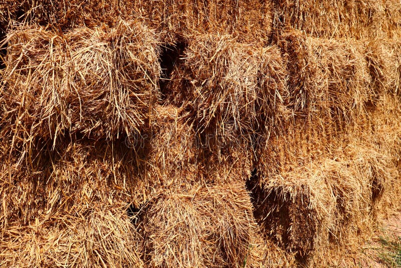 Some brown color straw stock image. Image of haystack - 237696507
