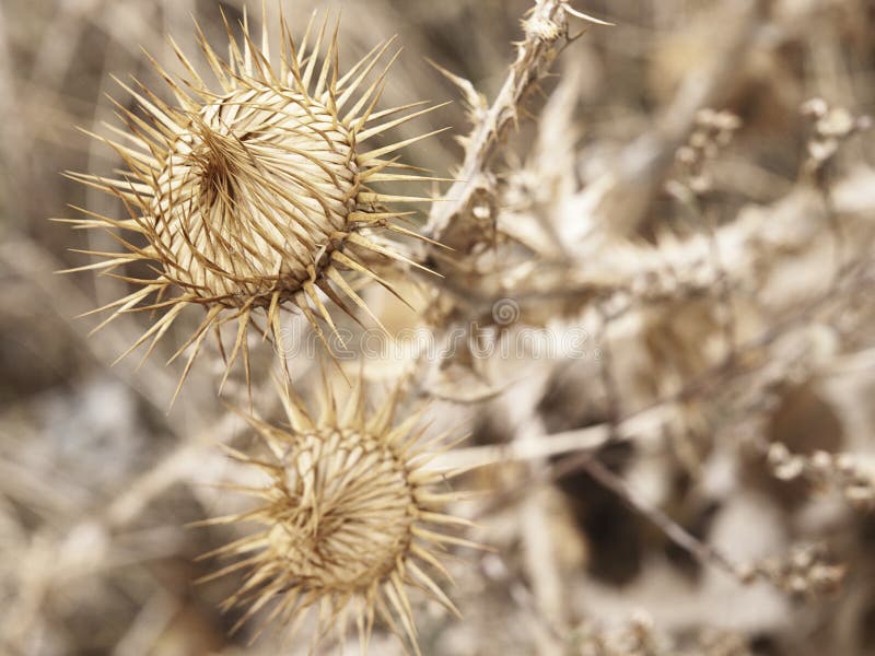 Close-up of a Dry Thistle stock photo. Image of thistledown - 24633680