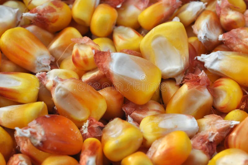 Dry corn grain stock photo. Image of food, healthy, cultivation - 215358652