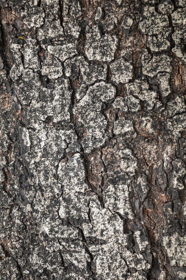 Close Up Dry Tree Bark Texture Abstract Background. Stock Photo - Image ...