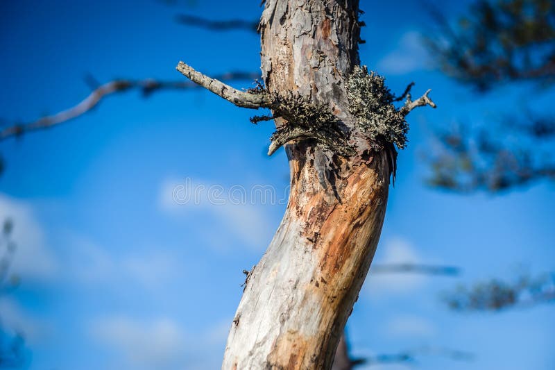 Close Up of Dry Tree with Blue Sky As a Background. Tree Trunk. Stock ...