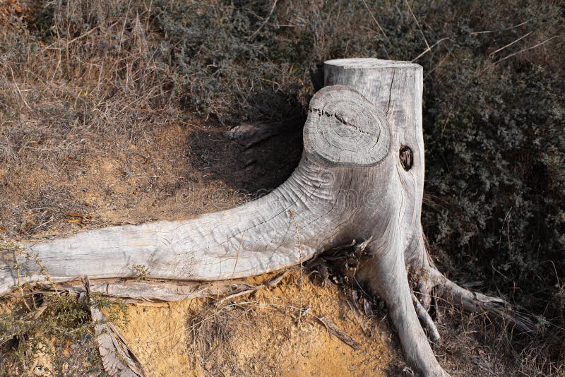 Close-up of Dry Trunk of Old Tree in Outdoor Park. Environment Concept ...