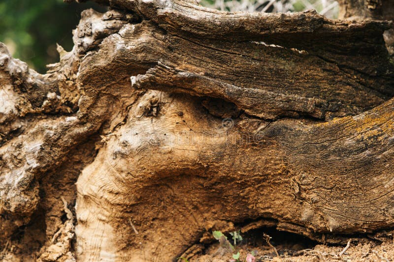 Close-up of a Dry Trunk Split in Half Stock Image - Image of contrasts ...