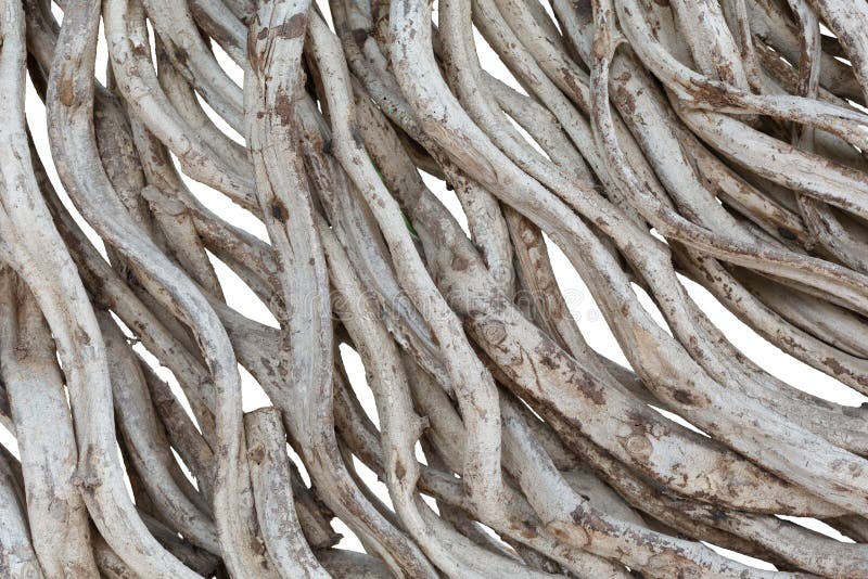 Close up of dry vine stock photo. Image of path, curved - 94086156