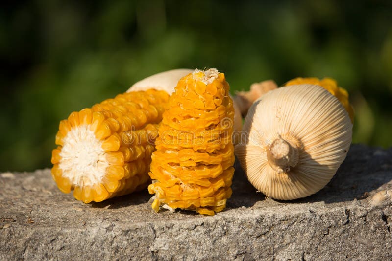 Close Up of Dry Yellow Corn Stock Image - Image of yellow, grain: 88511925