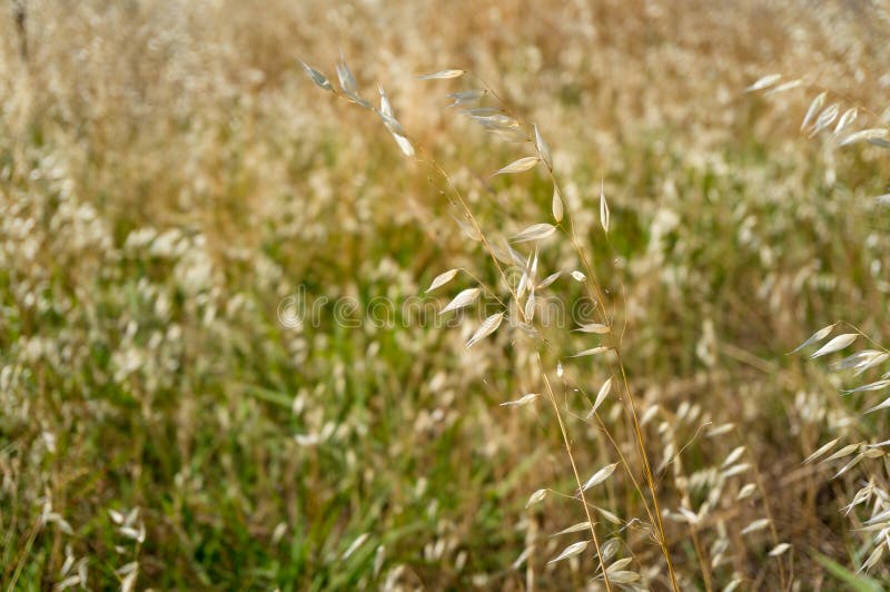 Dry Yellow Grass on an Agricultural Field. Drought Countryside Scene ...