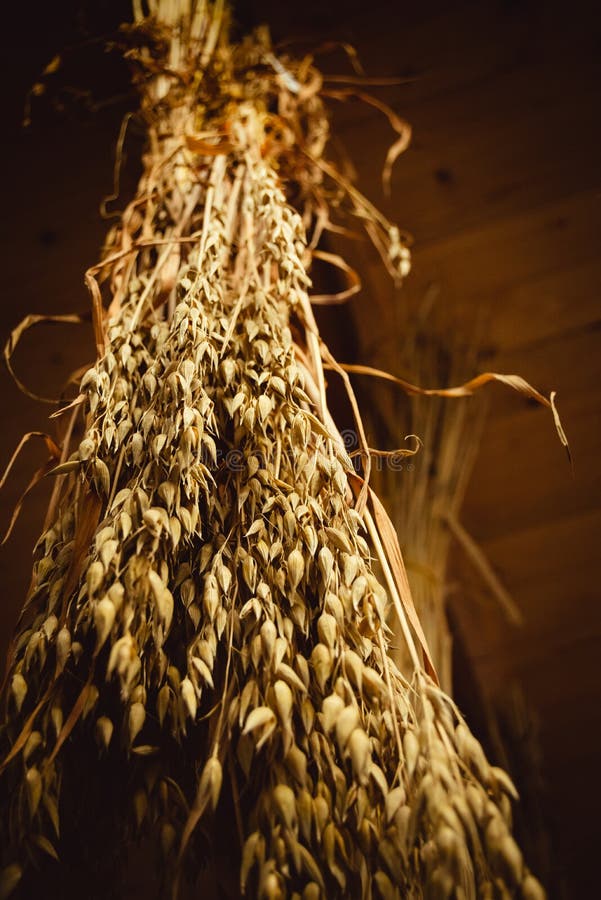 Close Up with Drying Bun of Corn or Wheat Seeds Stock Photo - Image of ...