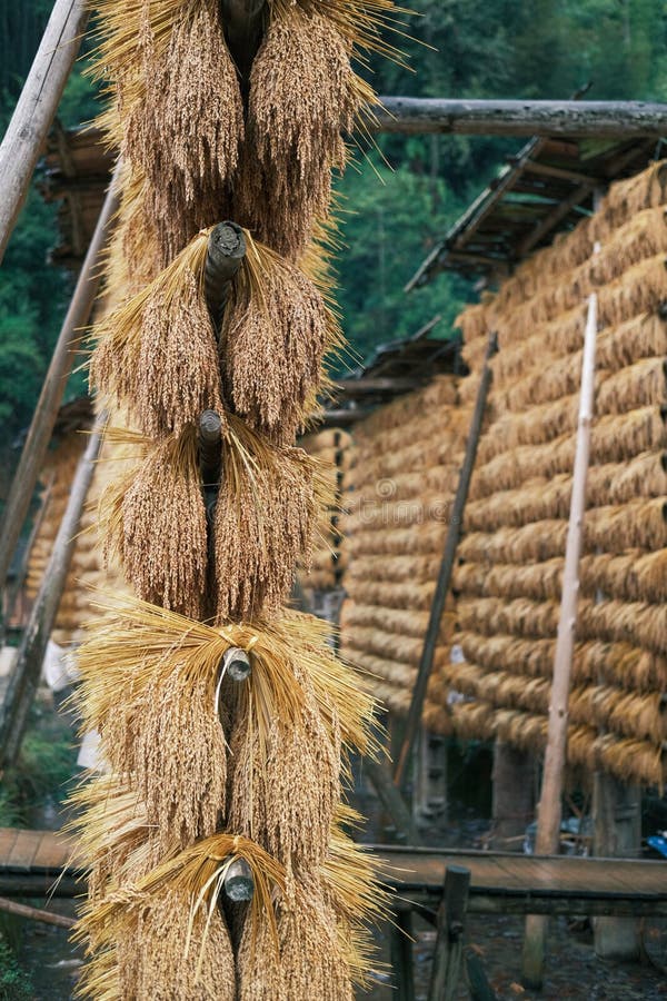 Sun-drying Rice Stalks at Yoysuya Rice Terrace Stock Image - Image of ...