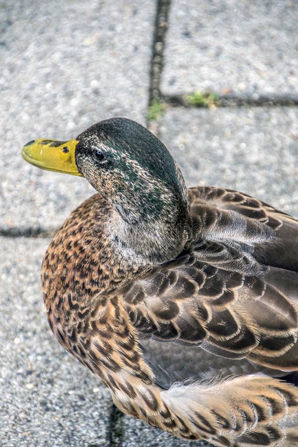 Close Up of a Duck stock photo. Image of brown, outdoors - 125314720