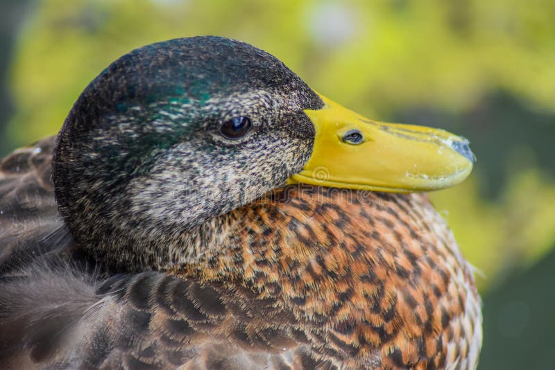 Close-up of a duck stock photo. Image of waterbird, waterfowl - 178800938