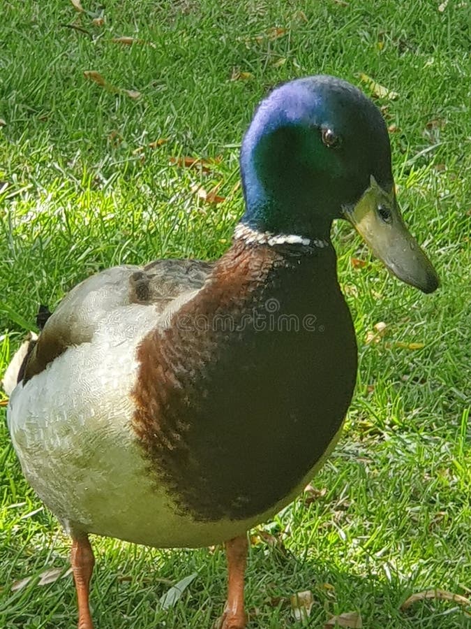 Close up duck stock photo. Image of duck, wildlife, green - 247444744
