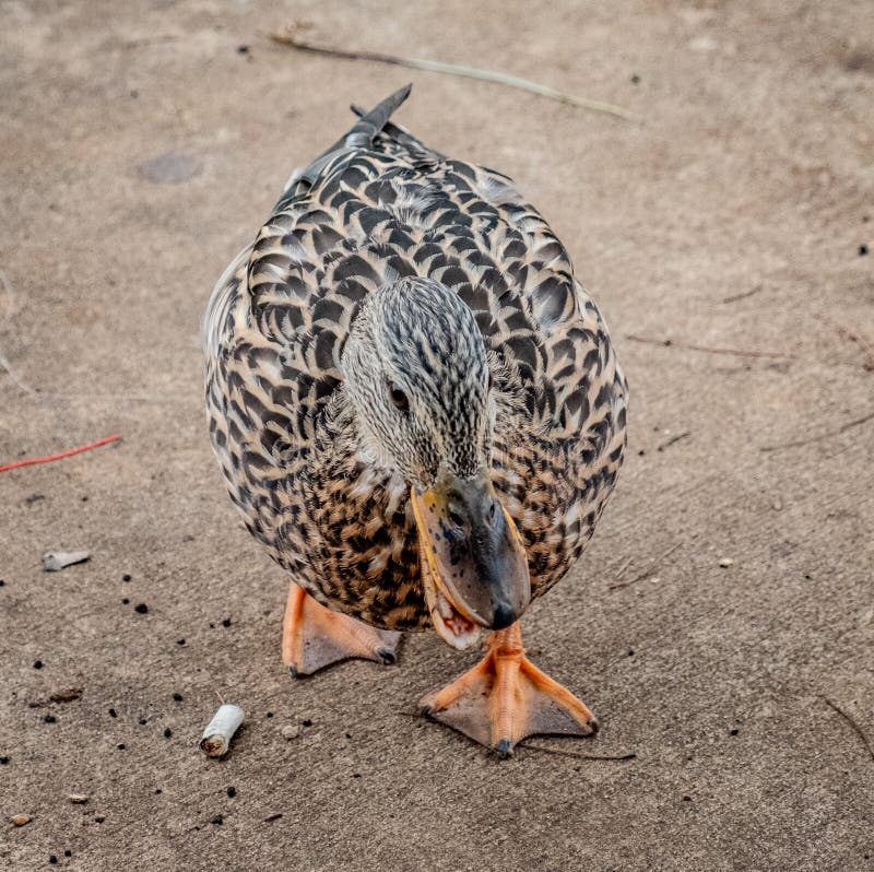 Broken Beak Front View Stock Photos - Free & Royalty-Free Stock Photos ...