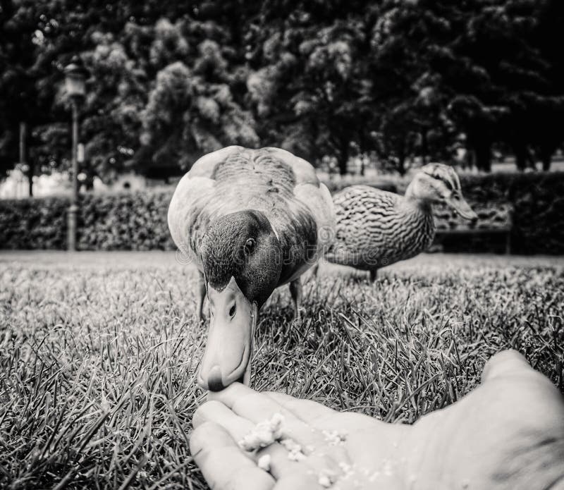 Close Up of a Duck Eating from a Hand Stock Photo - Image of field ...