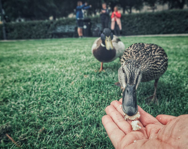 Close Up of a Duck Eating from a Hand Stock Photo - Image of waterfowl ...