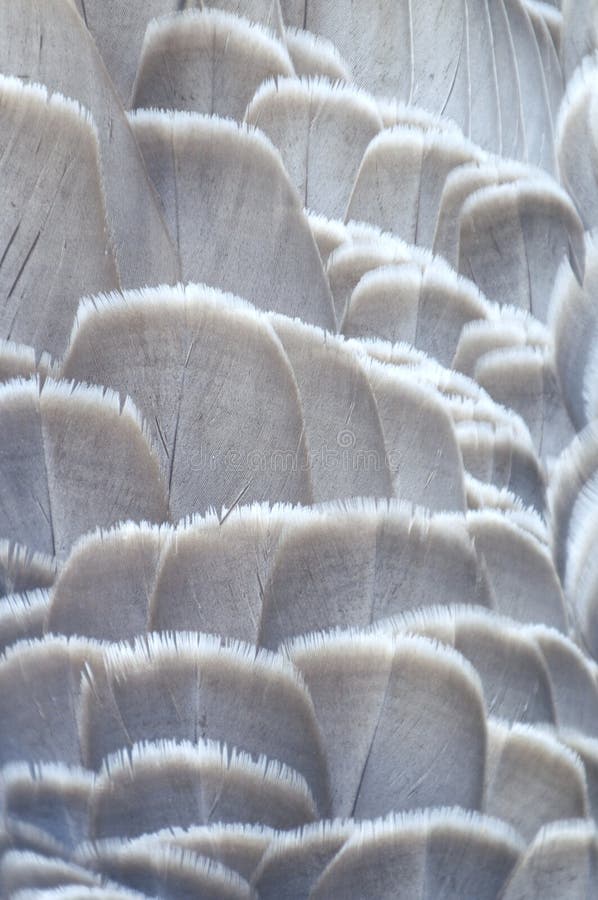 Close up of duck feathers stock photo. Image of bird - 16478270