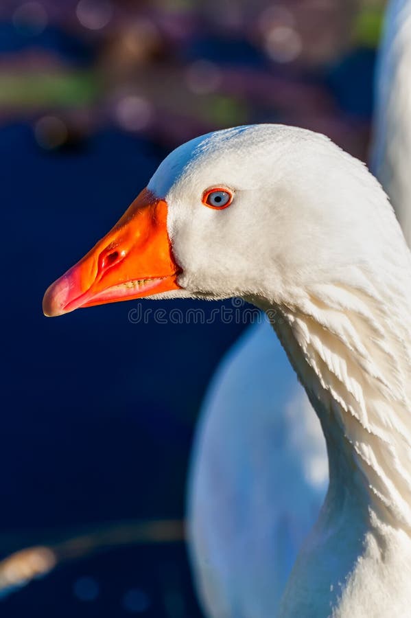 Close-up of a Duck Head on a Farm by the Lake Stock Photo - Image of ...