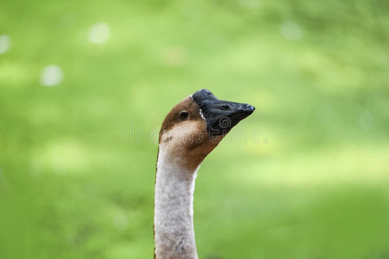 Head of goose stock image. Image of rural, meadow, gras - 3031403