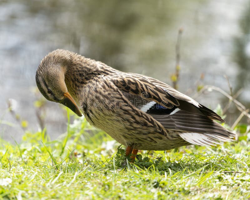 Close Up of a Duck in the Morning in a Park Stock Image - Image of ...
