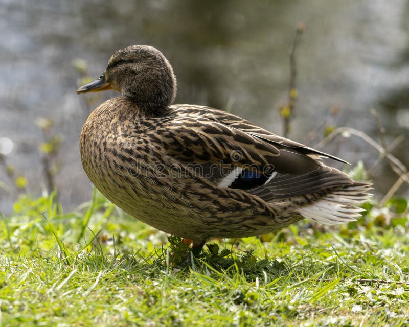 Close Up of a Duck in the Morning in a Park Stock Photo - Image of ...