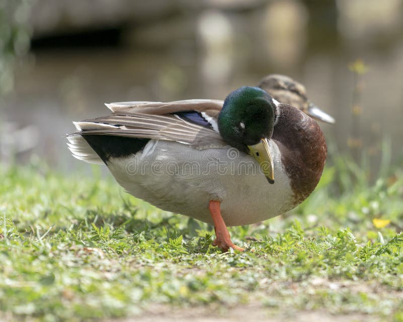 Close Up of a Duck in the Morning in a Park Stock Image - Image of fowl ...