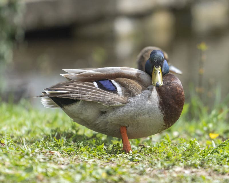 Close Up of a Duck in the Morning in a Park Stock Photo - Image of park ...