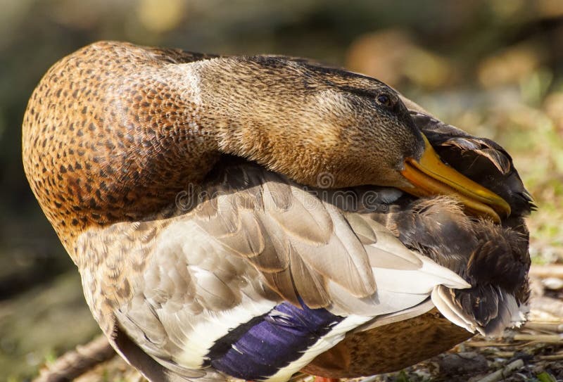 Close-up of a Duck Preening Its Feathers Stock Image - Image of water ...