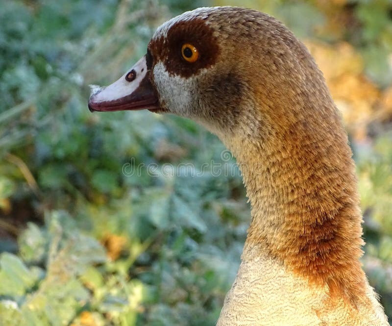 Close Up of Duck Profile View - Migratory Bird Stock Photo - Image of ...