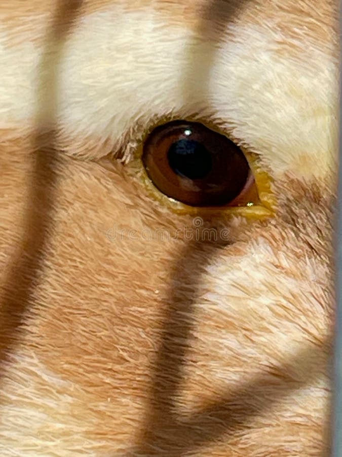 Close up of a duck s eye stock photo. Image of wild - 302554270