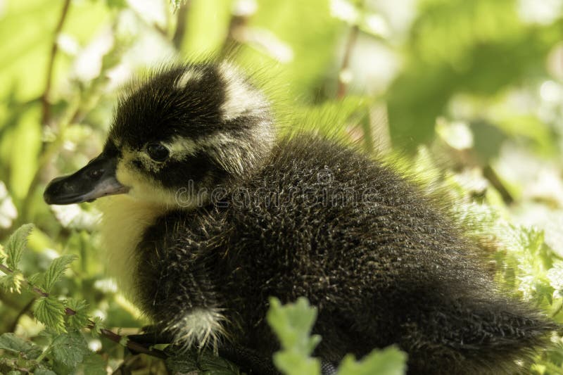 Close Up of a Duckling in the Spring Sunshine Stock Image - Image of ...
