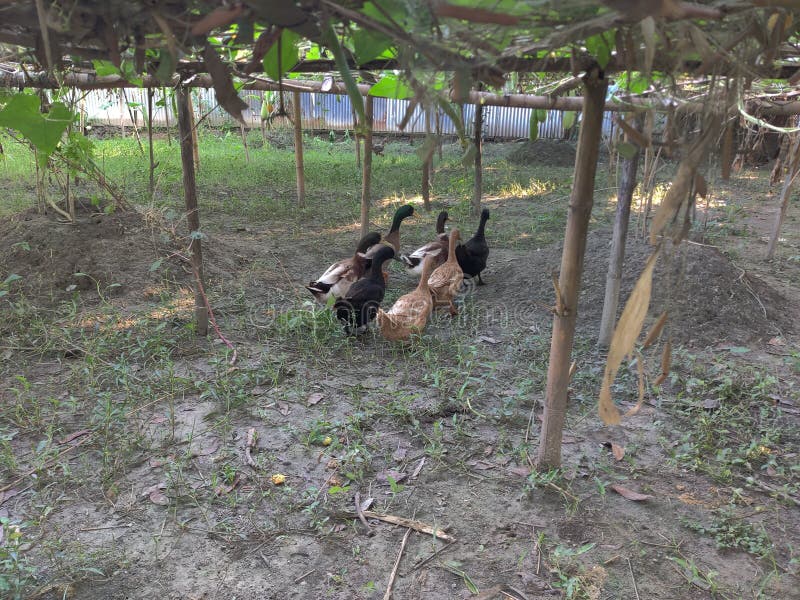 Ducks, See the Details and Expressions of Ducks. Stock Photo - Image of ...