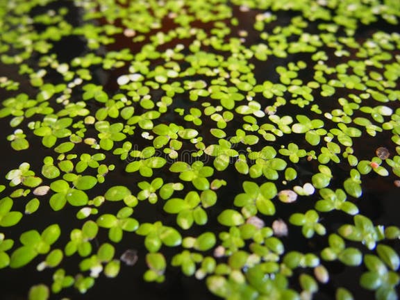Close Up of Duckweed Lemnoideae in a Pond Stock Image - Image of ...