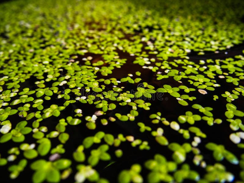 Close Up of Duckweed Lemnoideae in a Pond Stock Photo - Image of leaf ...