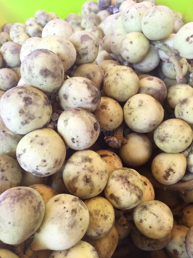 Close up of Duku-Langsat. stock image. Image of tropical - 258450621
