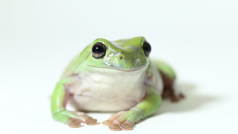 Dumpy Tree Frog or White S Tree Frog Isolated on White Background Stock ...