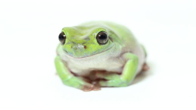 Dumpy Tree Frog or White S Tree Frog Isolated on White Background Stock ...