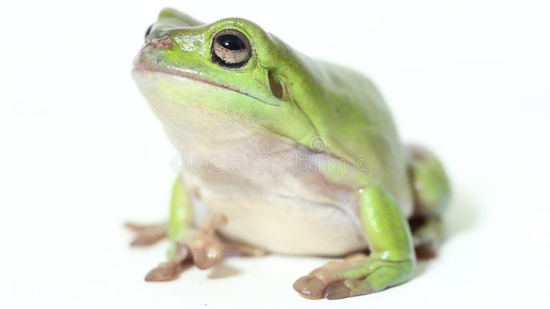 Dumpy Tree Frog or White S Tree Frog Isolated on White Background Stock ...