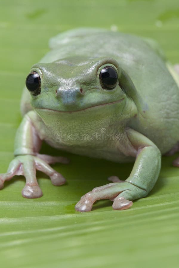 White's Dumpy Tree Frogs Stock Photos - Free & Royalty-Free Stock ...