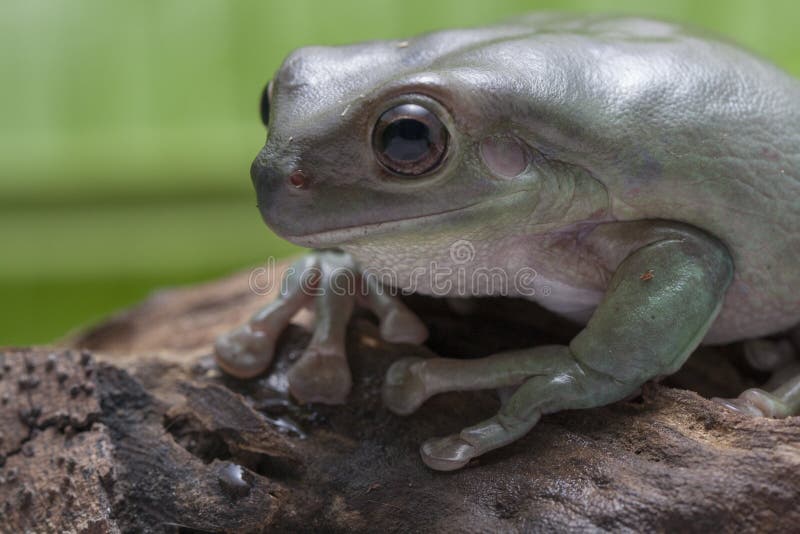 Close Up Dumpy Tree Frog / White`s Tree Frog Stock Image - Image of ...